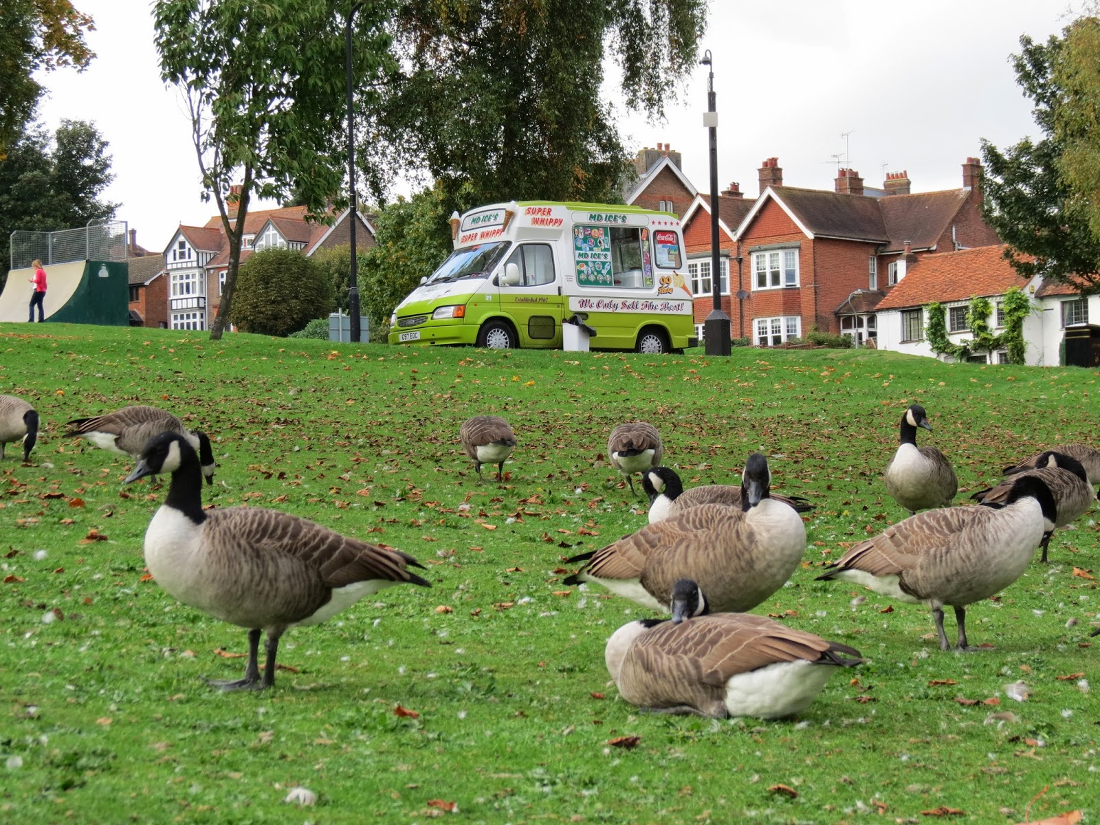 BIRDING AMERSHAM: A Finnish-ringed BLACK-HEADED GULL in Lowndes Park