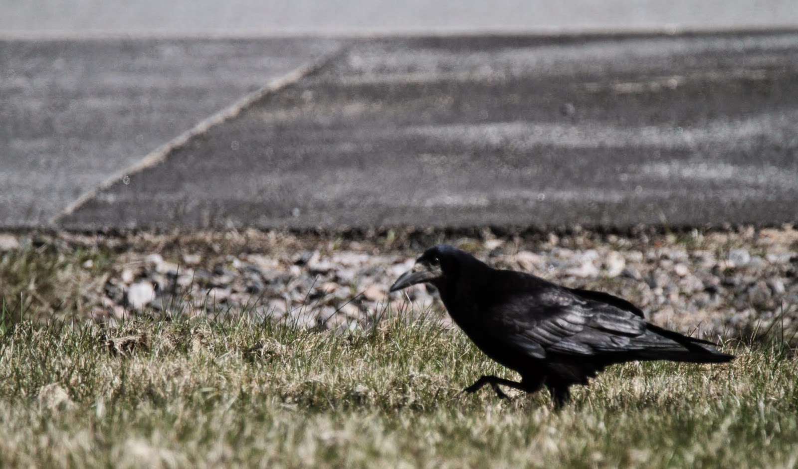 Linnea borealis: Iso musta