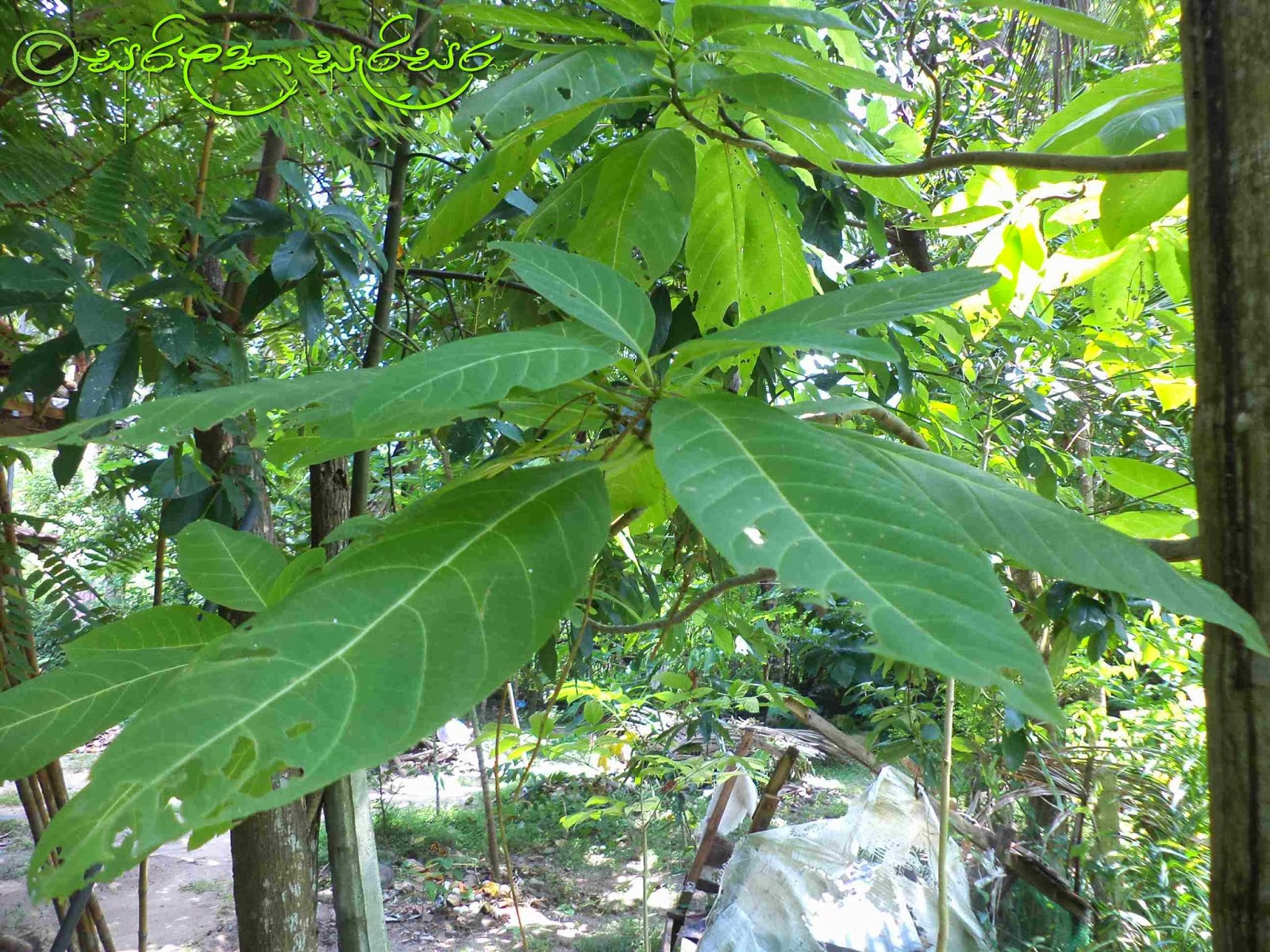 Trees and Plants of Sri Lanka: October 2013