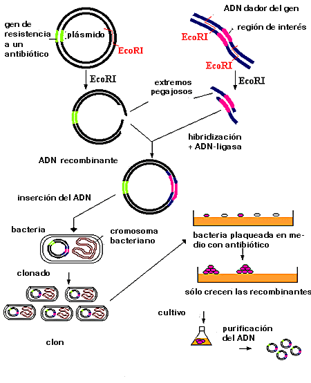 miralaciencia: TECNOLOGÍA DEL ADN RECOMBINANTE