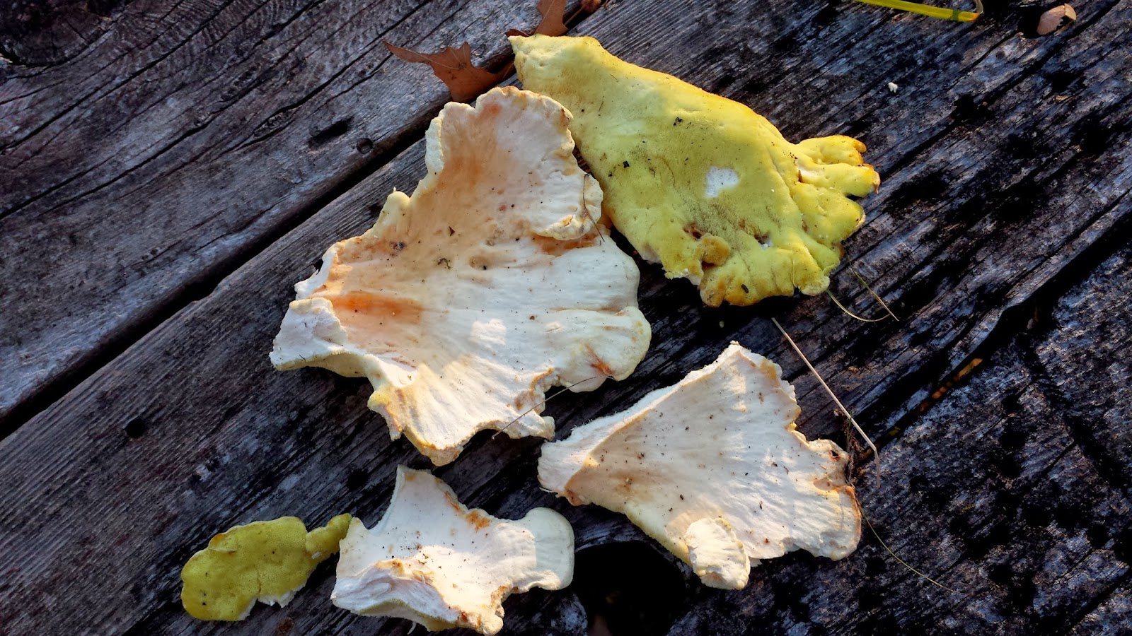 Divinebunbun's Rugged Rural Missouri: Chicken