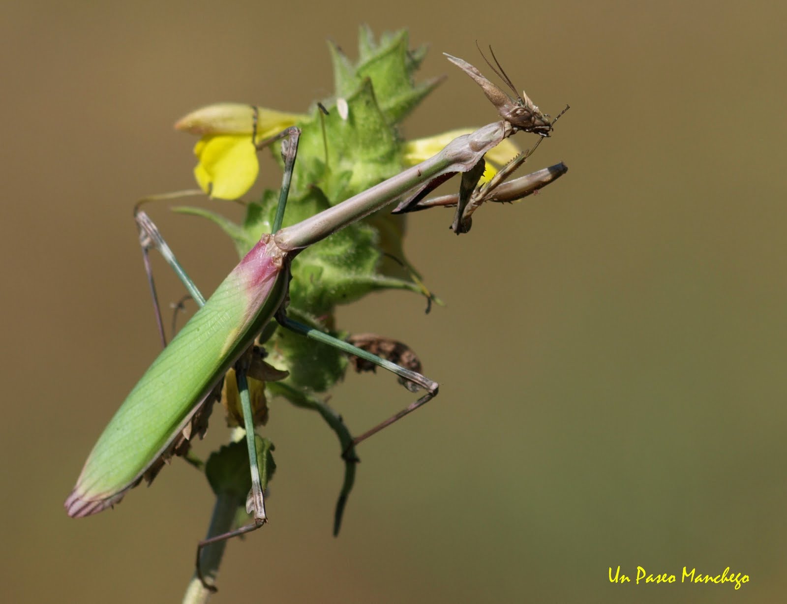 Un Paseo Manchego: 100.000 visitas y una Empusa.