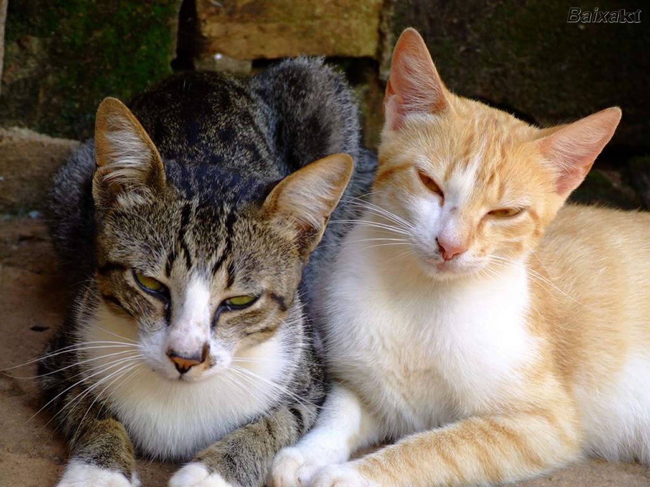 EL MOVIMIENTO DEL GATO