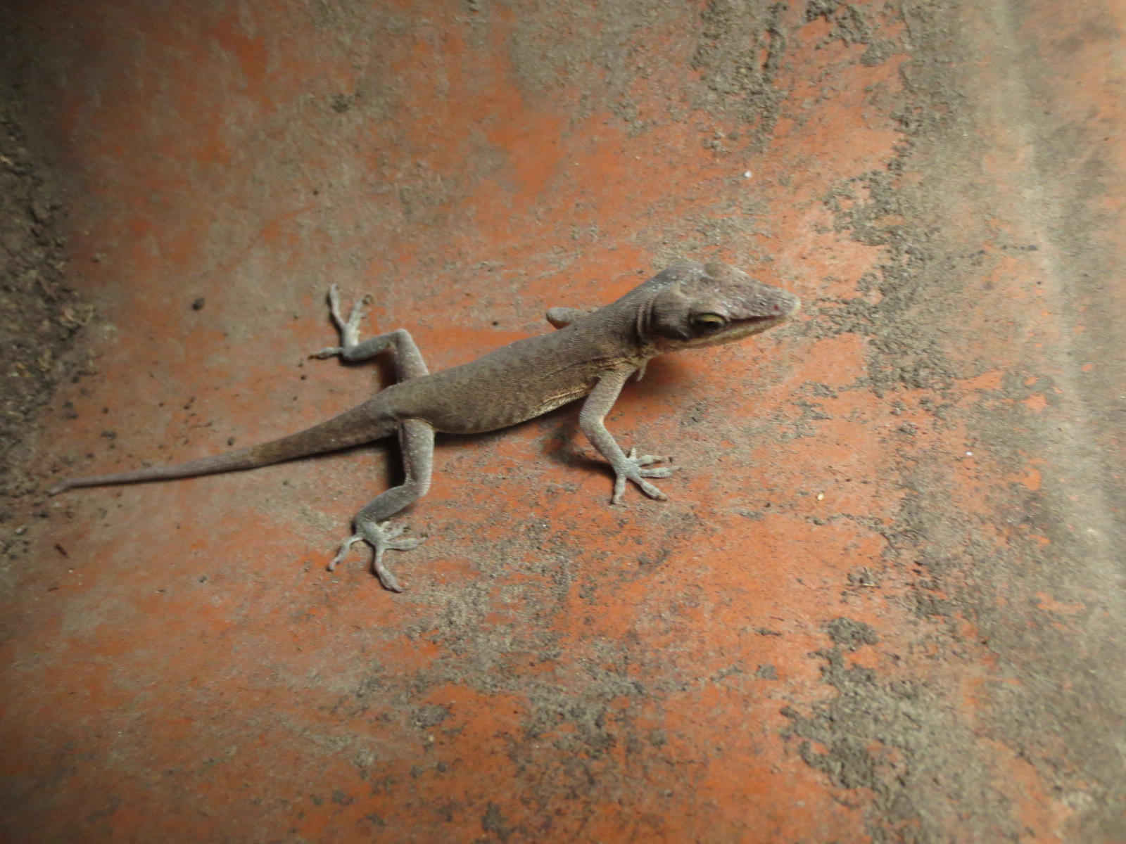 Tropical Texana: NEW LIZARD FROM CUBA IS ON THE WAY TO YOUR SOUTHERN GARDEN