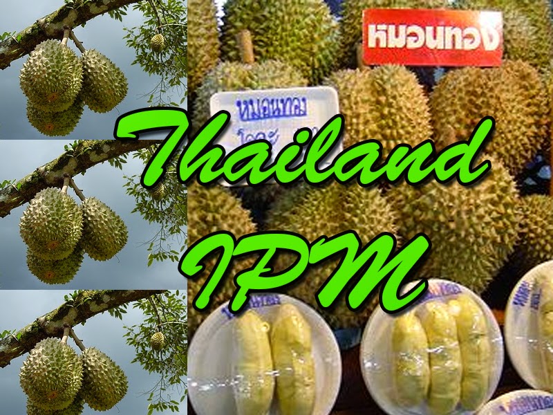 Durian Info: Durian Pests and Diseases