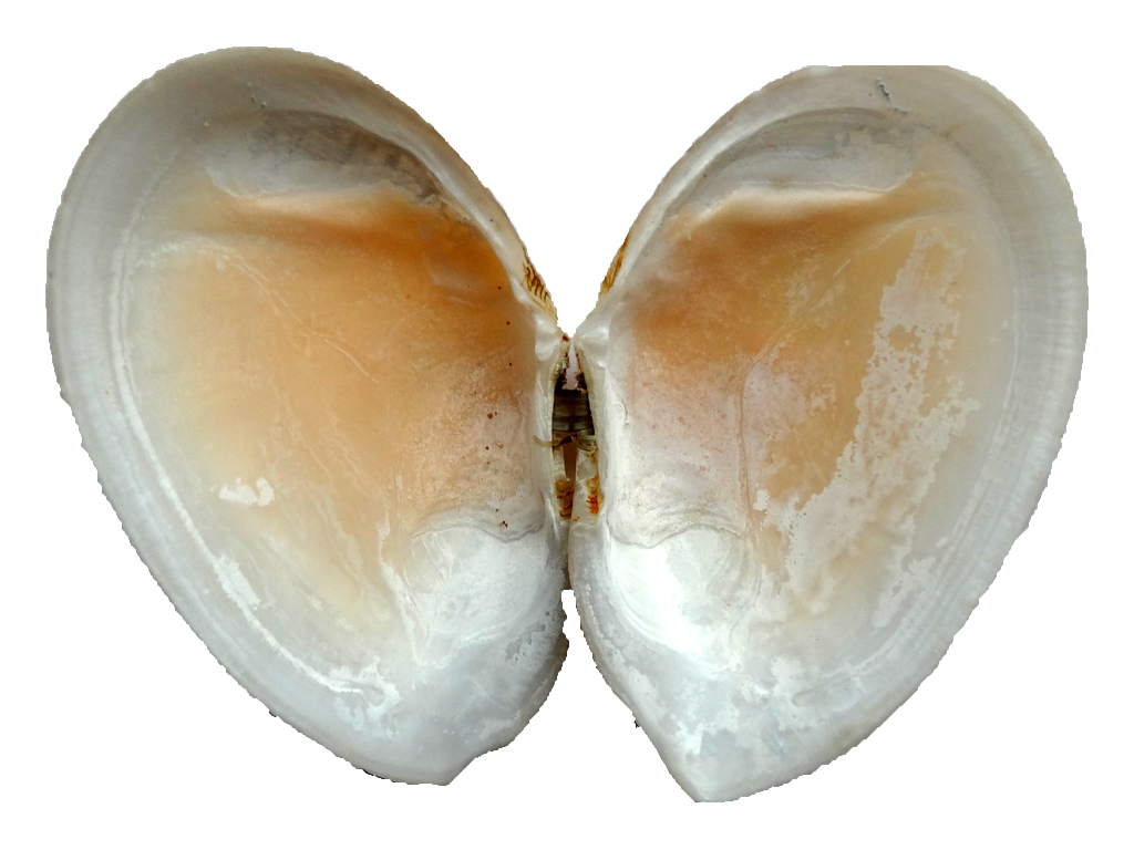 PETXINES: (Tellina planata)