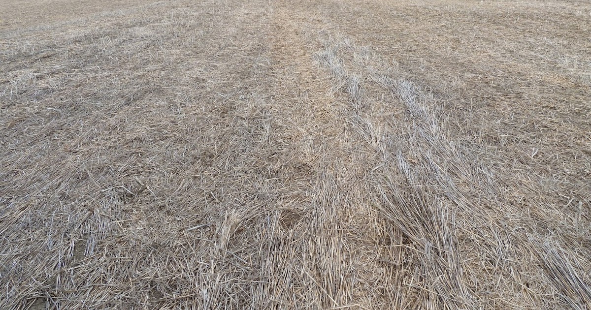 FARMING THE PALOUSE: CHEMICAL FALLOW