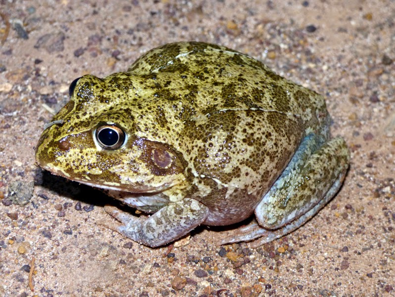 Reptiles and amphibians of South East Queensland: April 2015