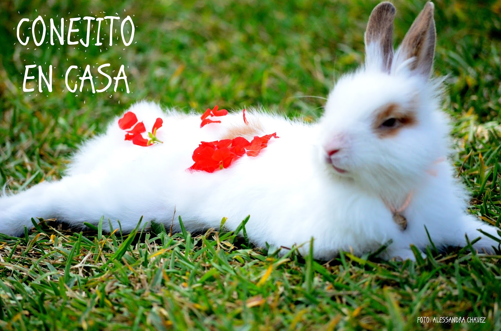 CONEJITO EN CASA : COMO ENTENDER A TU CONEJITO