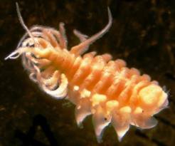 Jendela Hewan: PARASIT PADA IKAN HIAS