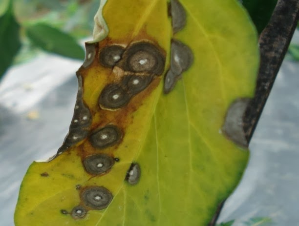 SAUNG SUMBERJAMBE: BERCAK DAUN PADA CABAI