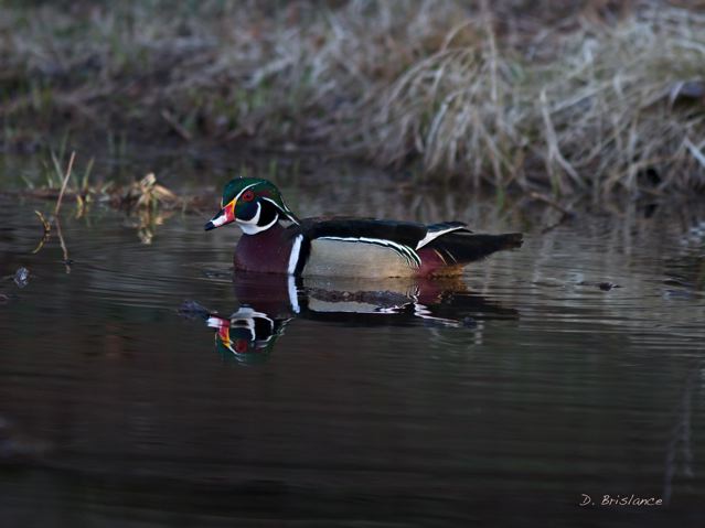 CEDAR RIDGE - A DOOR TO THE SUPERIOR NATIONAL FOREST: DESIGNER DUCKS