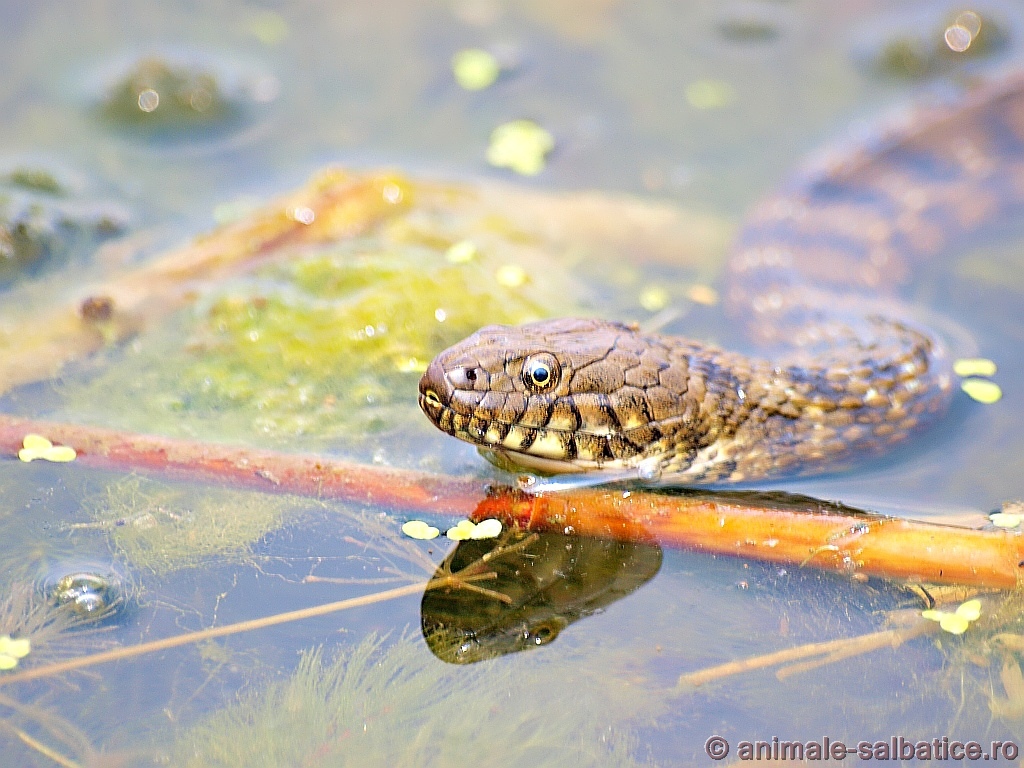Specii de șerpi din România