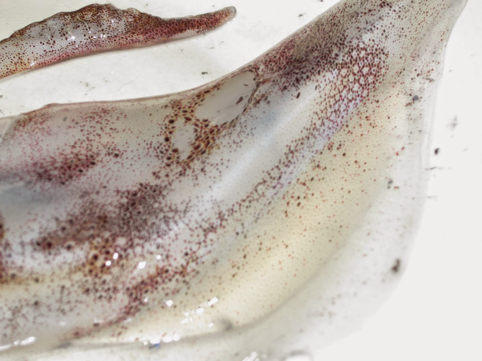 El rincón de Mundín: LOS CEFALÓPODOS: EL CALAMAR, LA JIBIA Y EL PULPO