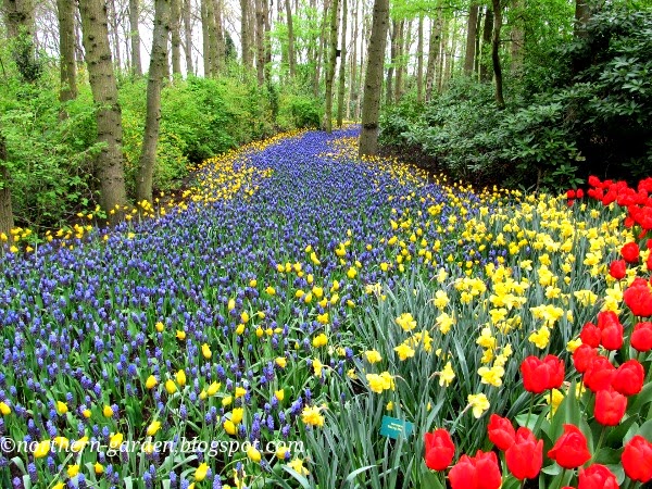 Nadezda's Northern Garden : Colorful 'Rivers' of Flowers