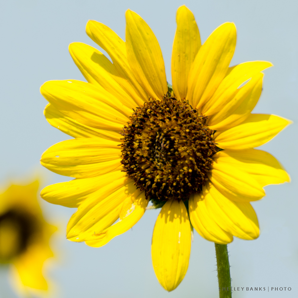 Prairie Wildflowers: Prairie Sunflowers Along Prairie Roads