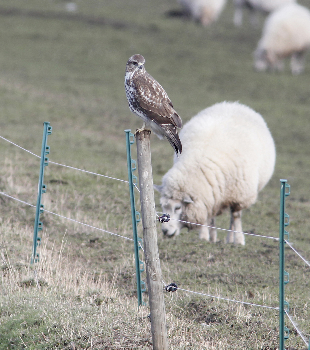 Another Bird Blog: Lazy Day Birds