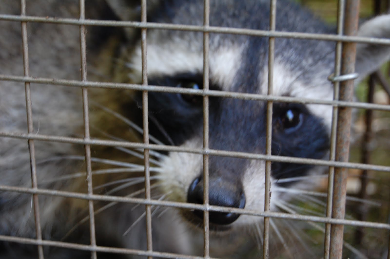 All City Animal Trapping