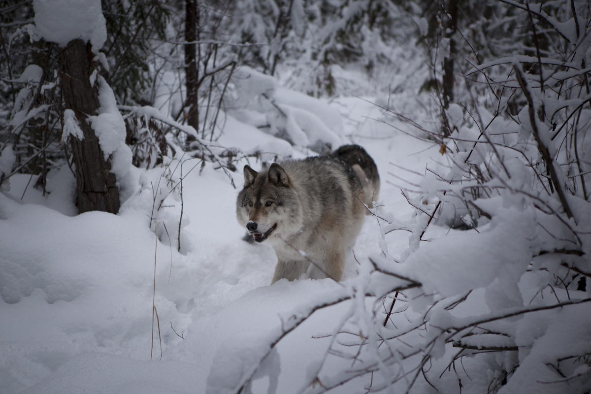 165 days in Canada EH !: Day 140 - Walking with the Wolves