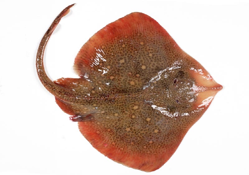 Artes de Pesca: VAMOS A PESCAR DIPTURUS