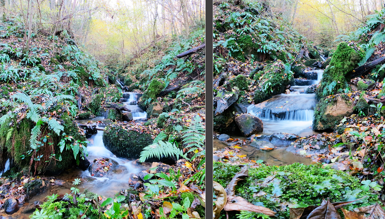 Photographic Journeys & Memories By Alex-M-Smith: Hackfall Woods ...