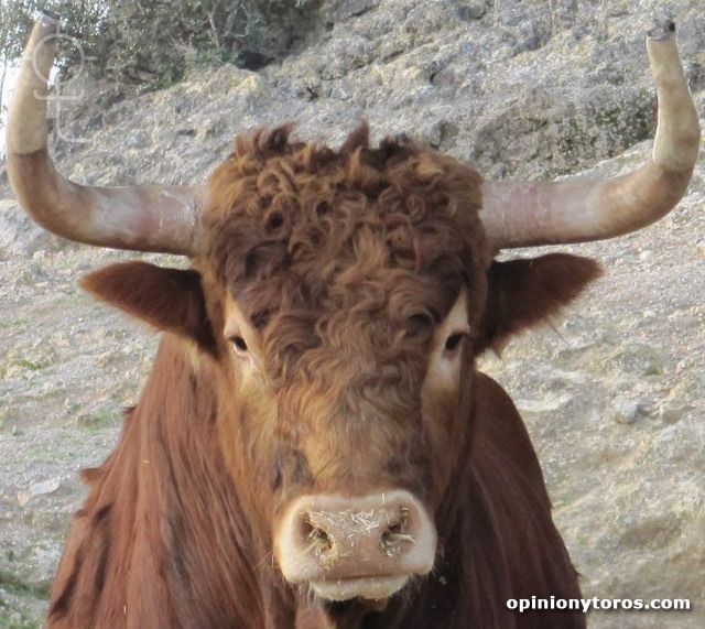 VETERINARIOS TAURINOS DE ANDALUCIA: ESTUDIO SOBRE LA VISION DEL TORO