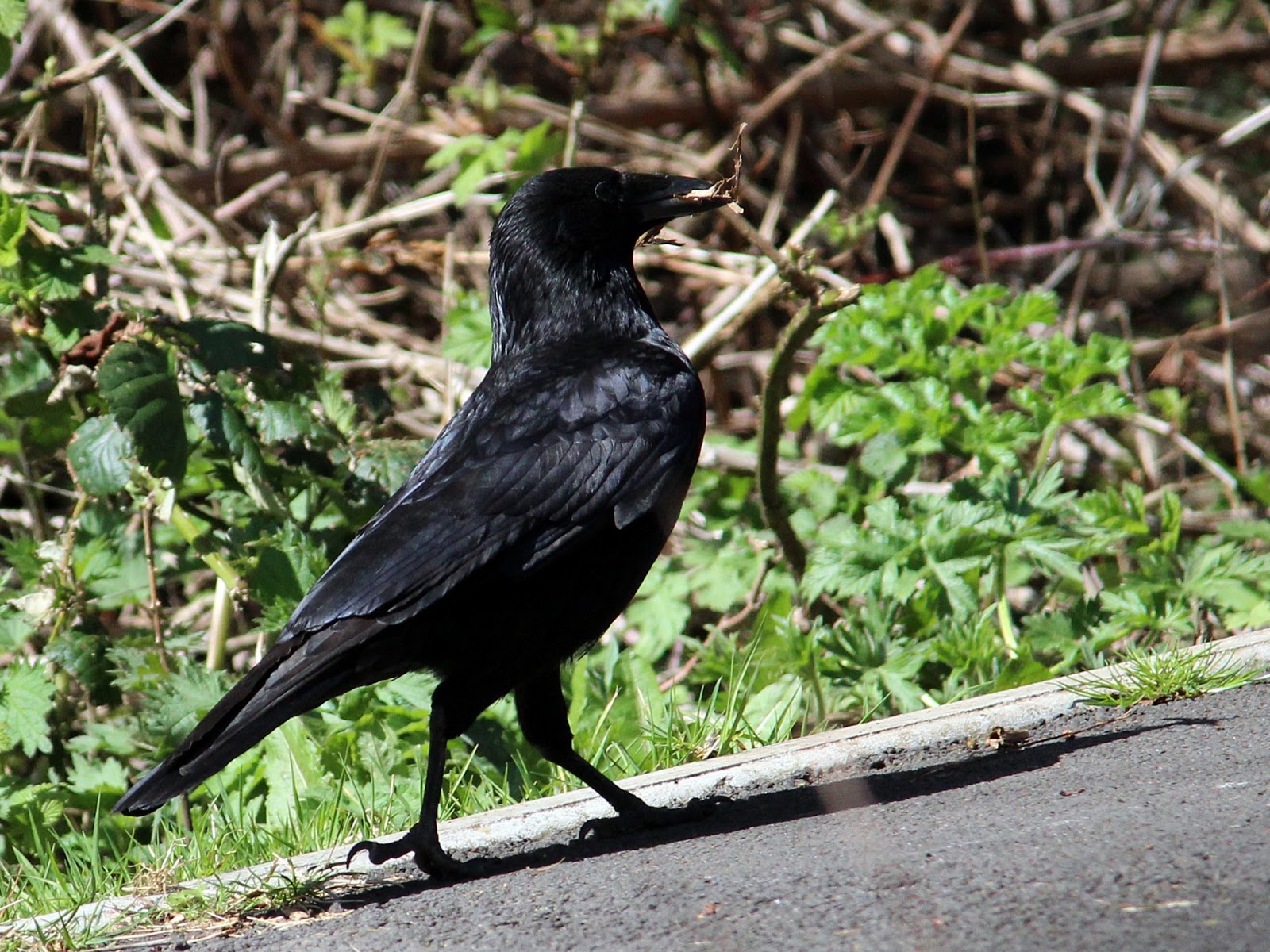 Wild About Wales Ape and Monkey Sanctuary: May 2013