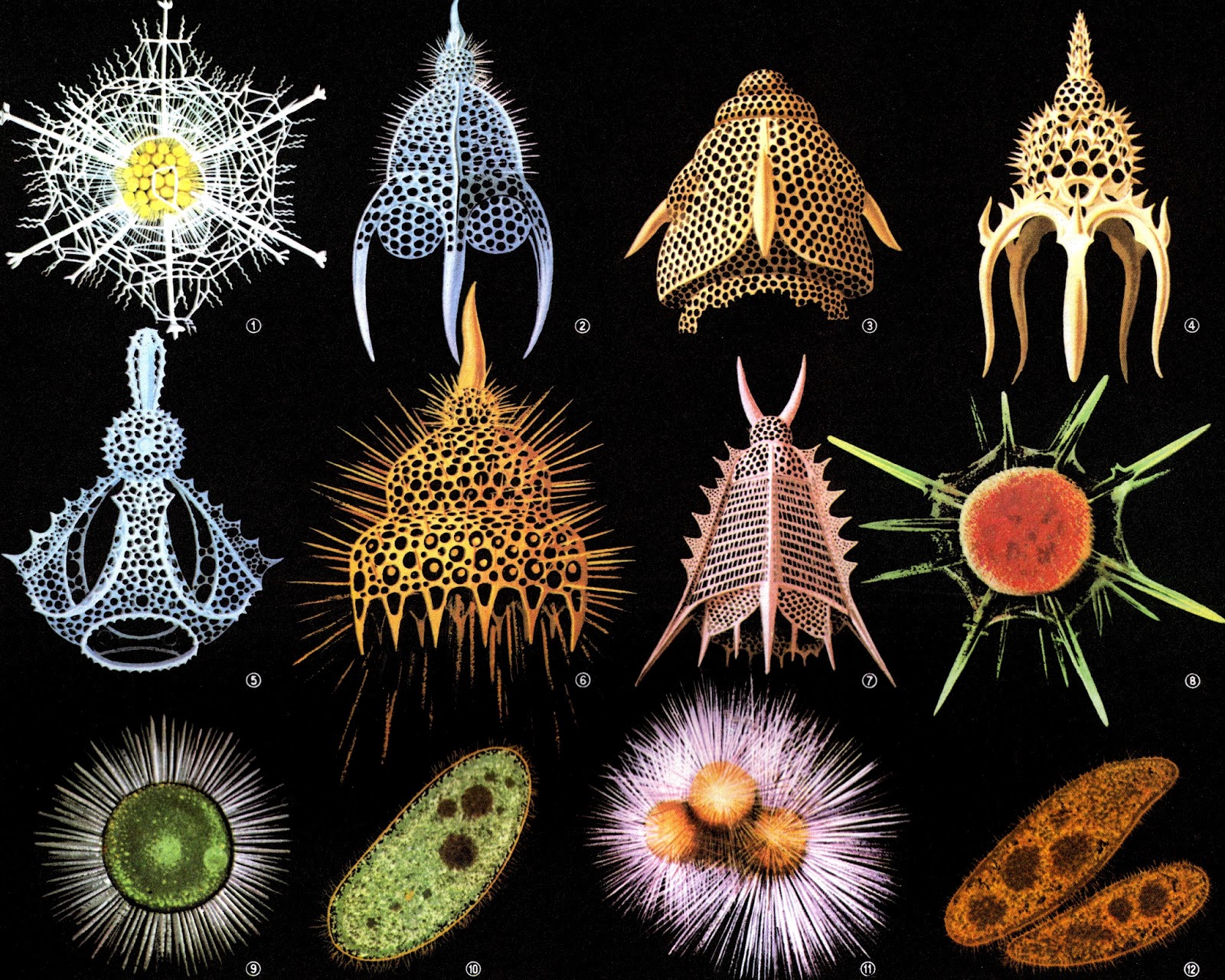 Mondorama 2000: Les Protozoaires