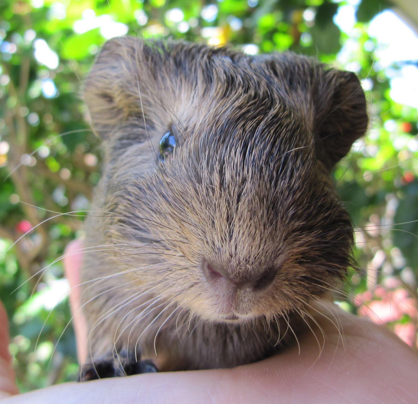 All Things Guinea Pig: Yet more piggies!