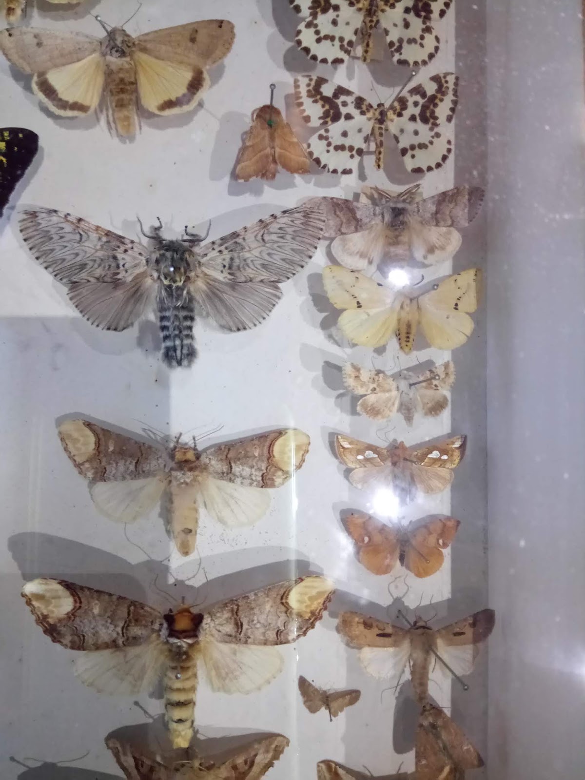 Sue Brown Printmaker: MOTHS, MOTHS AND MORE MOTHS