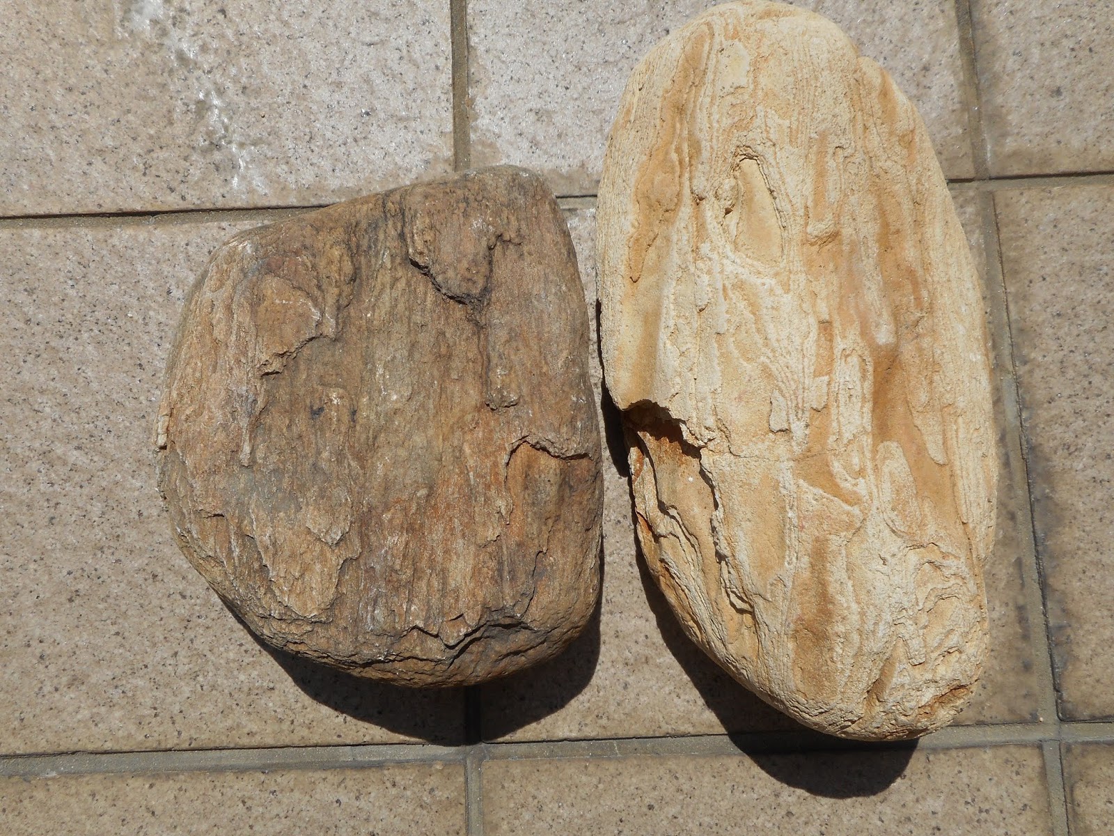 Dinosaur Fossil: Numerous Dinosaur Dung Fossils have been found in the ...