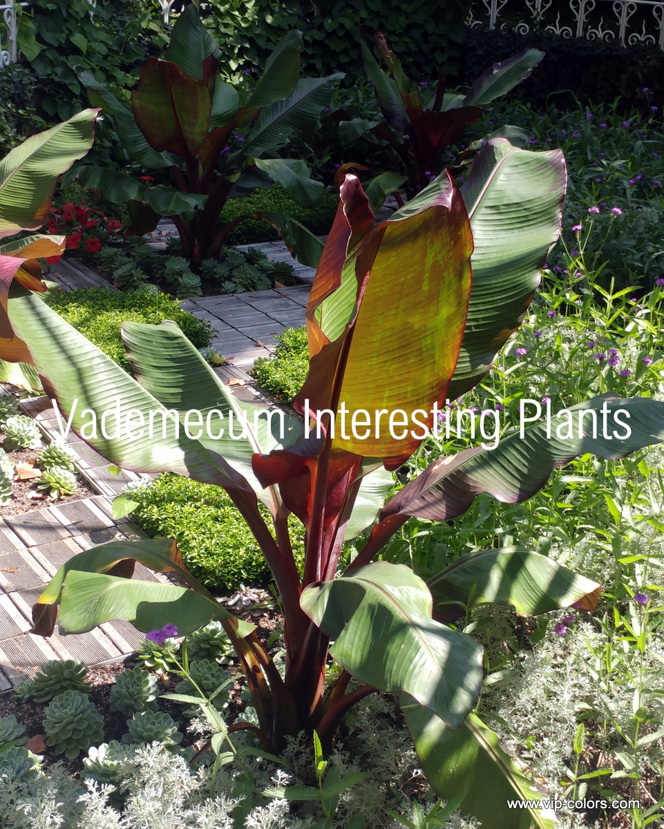 Vademecum Interesting Plants: Ensete ventricosum - (Bananowiec ...
