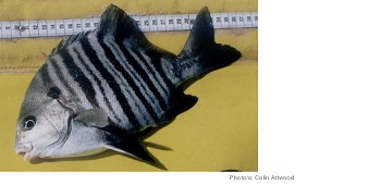 Howzit Fish!: THE STATE OF OUR OCEANS