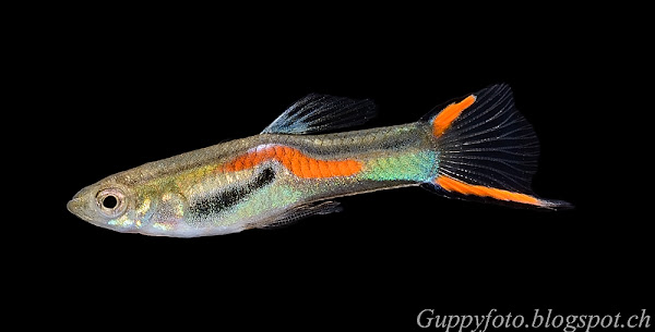 Guppyfoto: Red Scarlet Endler male X Wild Type Guppy