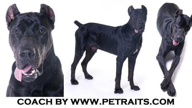 MorsoRosso: Canis Panther ("il cane pantera")