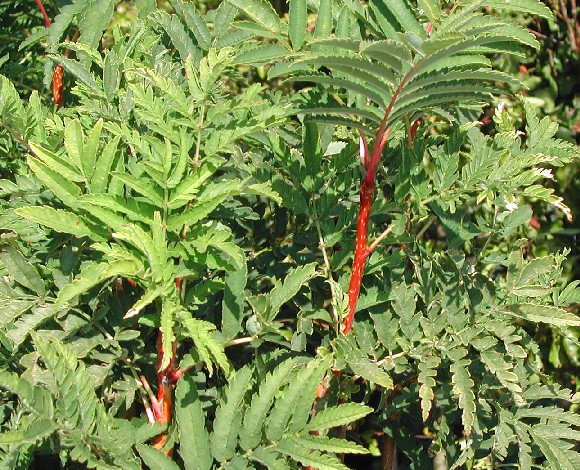 Le Douaire. Île de Vivre.: Tout savoir sur le cormier, le sorbier ...