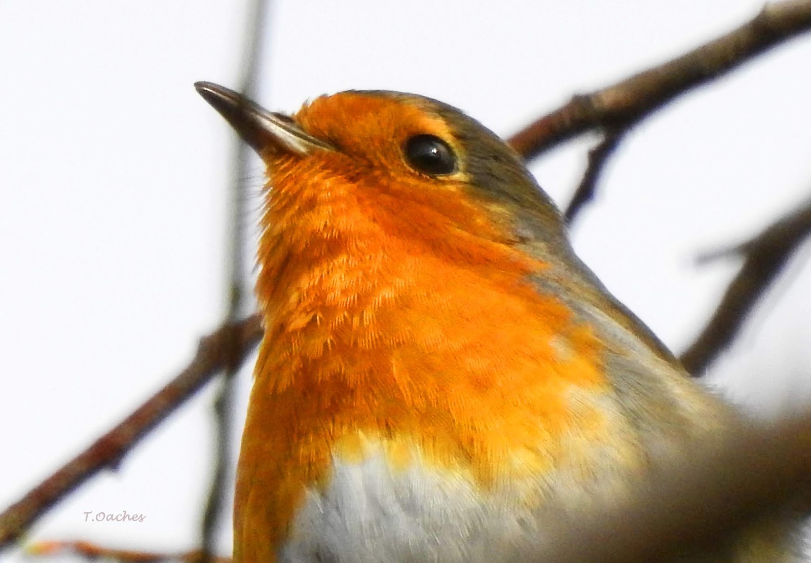 PASARI DIN ROMANIA: MACALEANDRU, Erithacus rubecula