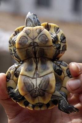 World Stangest Deformed Animals : Weird But True | Most Unbelievable ...