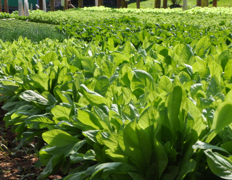 Como plantar almeirão Cultivar Plantas Como Plantar