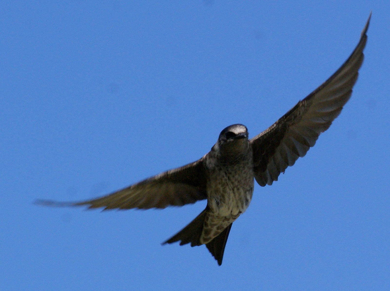 SE Texas Birding & Wildlife Watching: Purple Martins