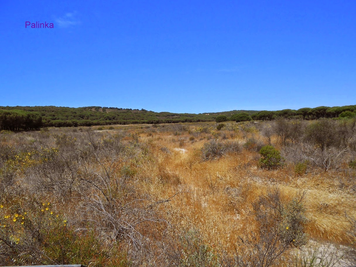 En Busca del Hada Azul: Sendero de la Laguna del Jaral