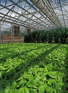 DIAZ VALLADARES PLANETA VERDE: Diseño de Invernaderos