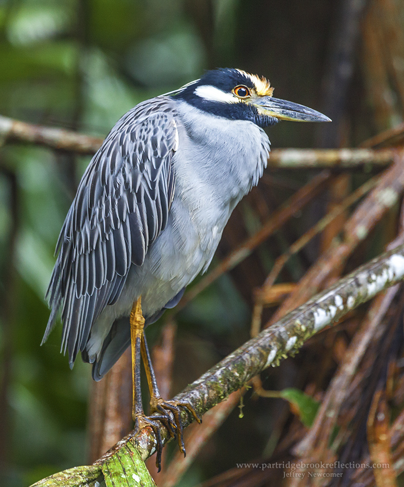 Getting it Right in the Digital Camera : Costa Rican Birding