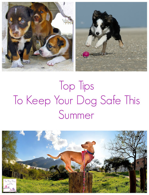 Top Tips To Keep Your Dog Safe This Summer | The Mini Mes and Me