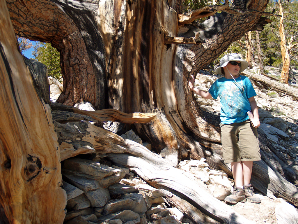 Open Air and Sunshine: Ancient Bristlecone Forest - Methuselah Walk ...