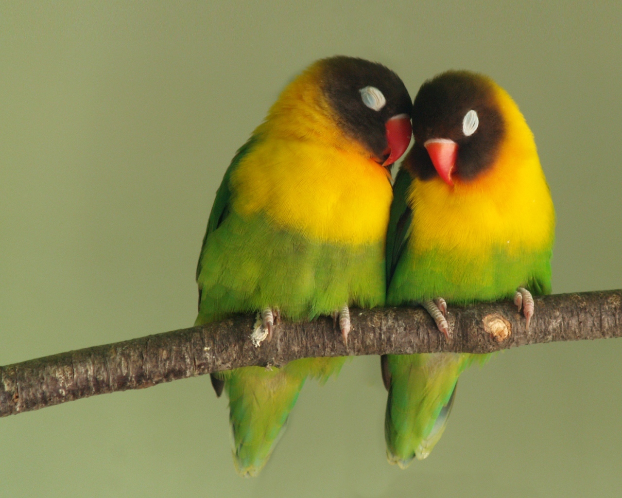 Amazing Lovebirds : Love Bird Information and Pictures | Most ...