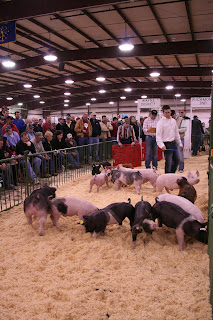 NSR Show & Sale Results: NSR Weanling Pig Extravaganza Male Prospect ...