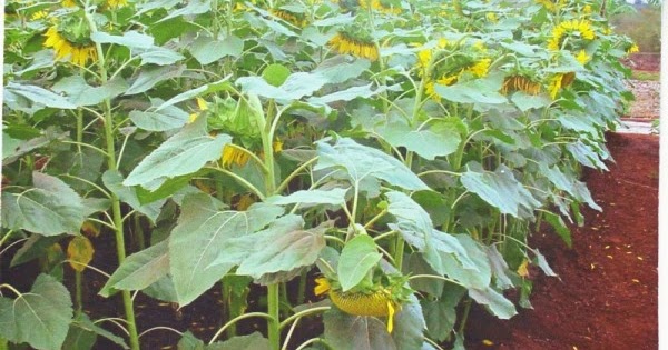 Mambo Ya Msingi Kuzingatia Katika Kilimo Cha Alizeti.