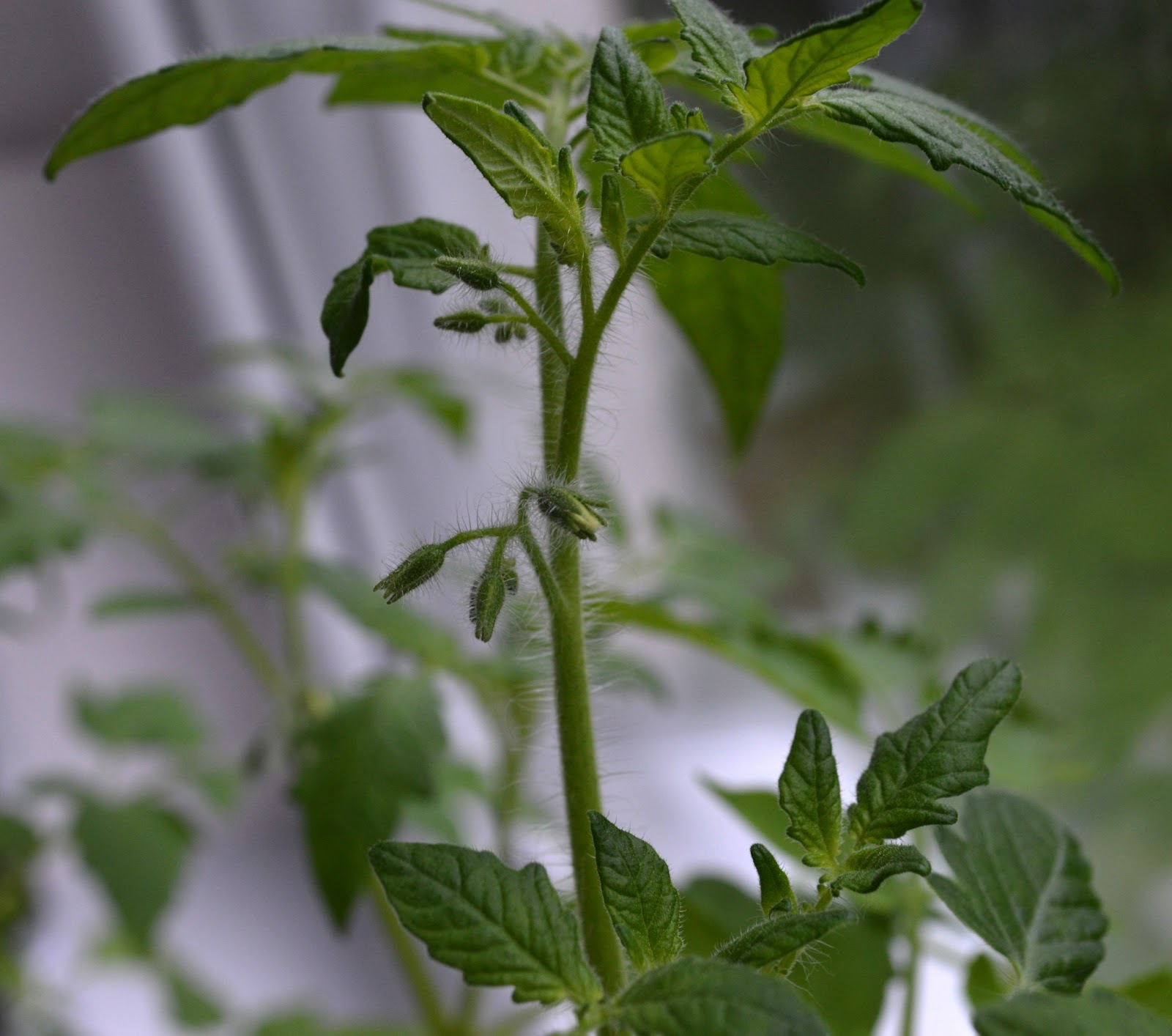 GĖRIMŲ IR PATIEKALŲ MAGIJA: Pomidoras ant palangės