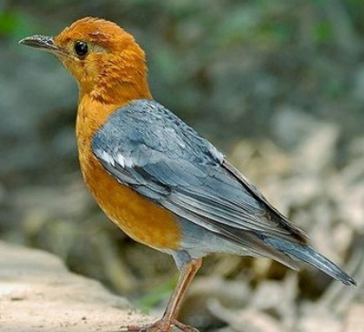 burung kicauku: Burung Anis Merah (PUNGLOR MERAH)